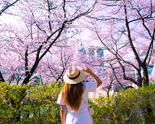 Spring Escapes: Top 3 Blooming Destinations to Fly with Air Cairo